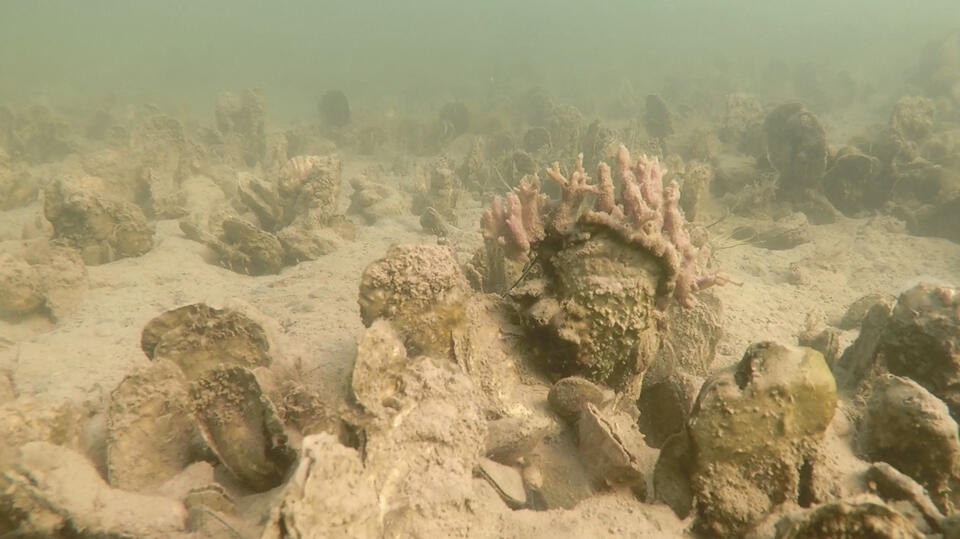 Underwater heat waves are a growing problem in the Chesapeake Bay, new ...