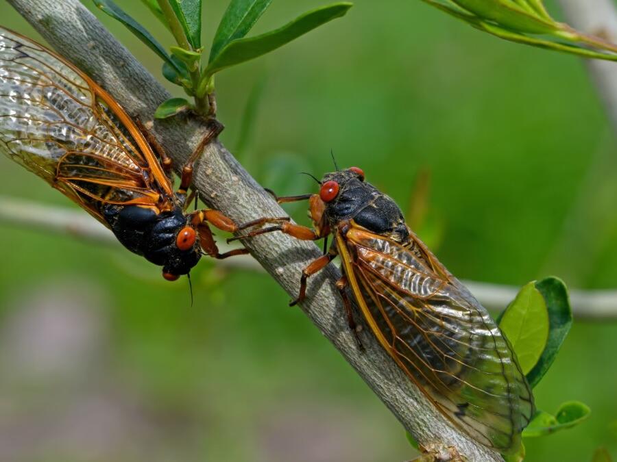 Video of Kids in Illinois 'Screaming in Horror' Over Cicadas Is All Too ...