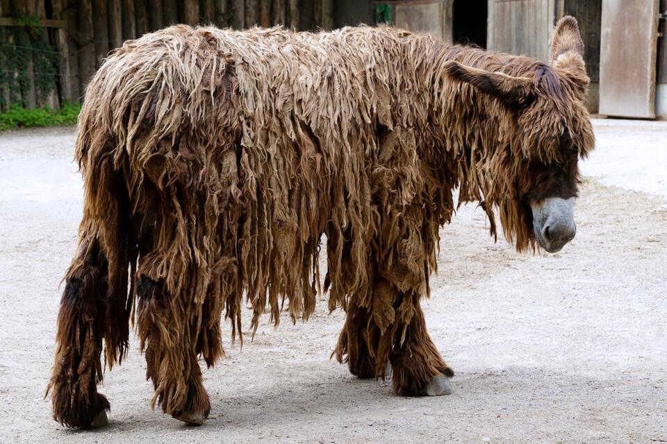 Humongous Donkey With 'Unique Features' Has Opinions for Days - NewsBreak