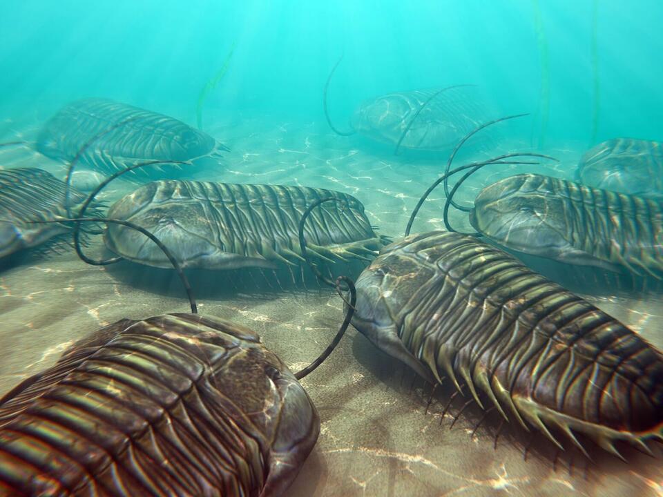 12 Facts About Life In The Cambrian Period