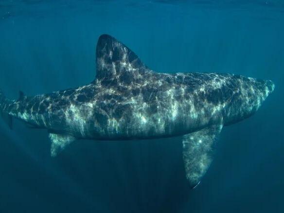 Viral Wildlife-Spotting TikTok Shows Off One Of Ireland's Most Majestic ...