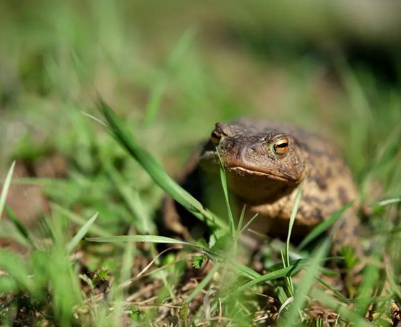How to Build a Simple "Toad Abode" to Keep Natural Pest Controllers in ...