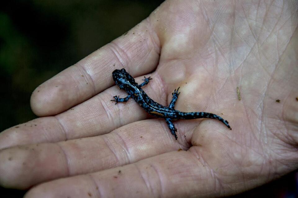 Michigan’s Salamander Migration Begins Soon: What To Know - NewsBreak