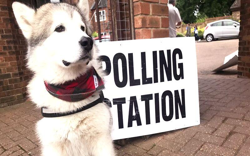 California Woman Faces Felony Charges for Registering Dog to Vote in ...