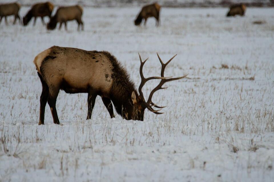 Here Are The Numbers For Michigan’s 2025 Elk Harvest - NewsBreak