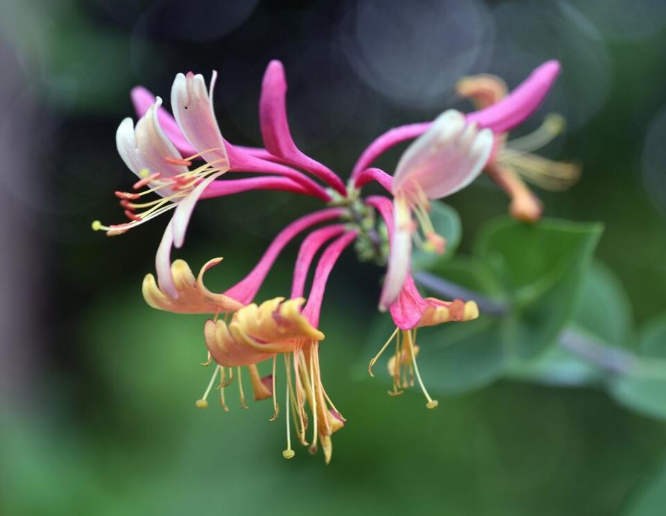 Invasive species are speeding up the global decline of insects - NewsBreak