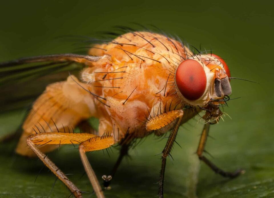 How A Fly Sees The World – And Why Understanding Its Vision Could Help ...