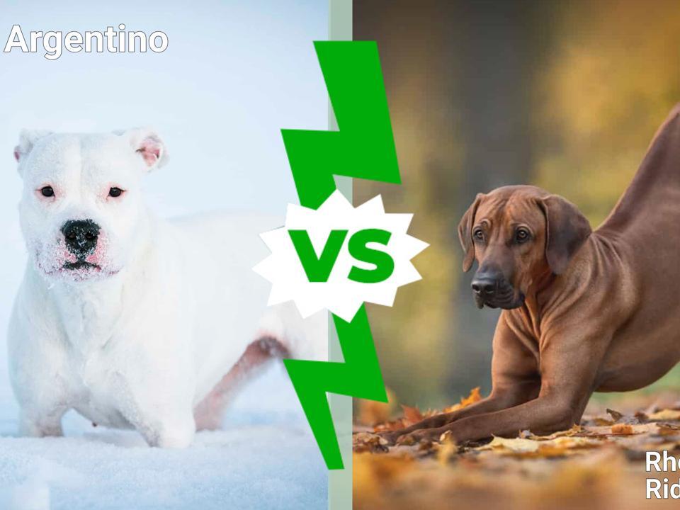 Dogo Argentino vs. Rhodesian Ridgeback: 5 Key Differences