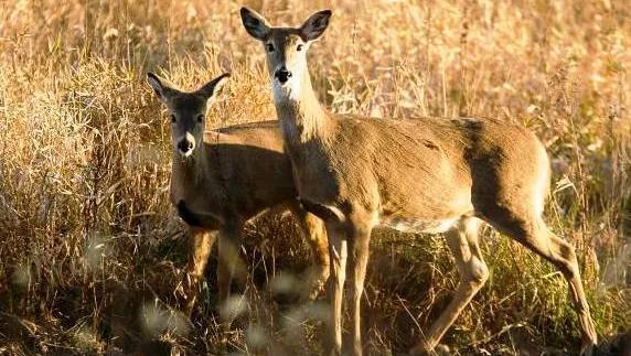 Sick deer that walked up to officer had CWD. Where officials confirmed ...