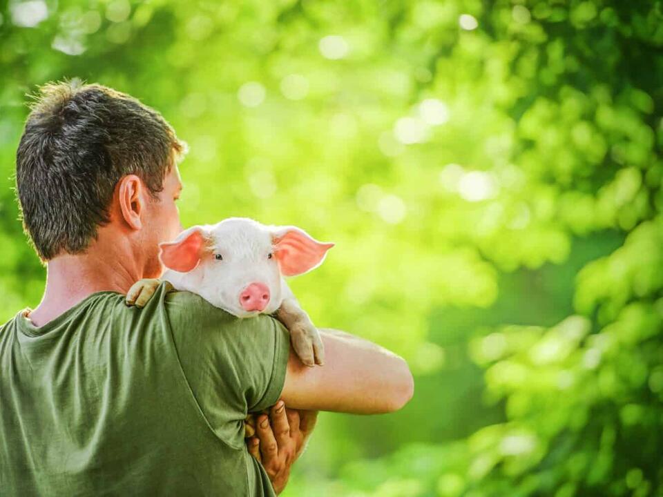 The 4 Best Types of Pigs to Keep as Pets, Ranked