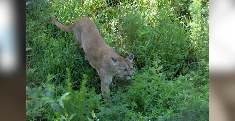 Collier County debates housing near endangered panther habitat - NewsBreak