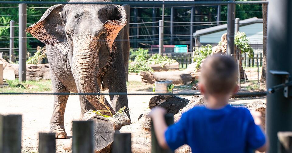 Lyon College, LR Zoo offer ‘animal enrichment’ course - NewsBreak