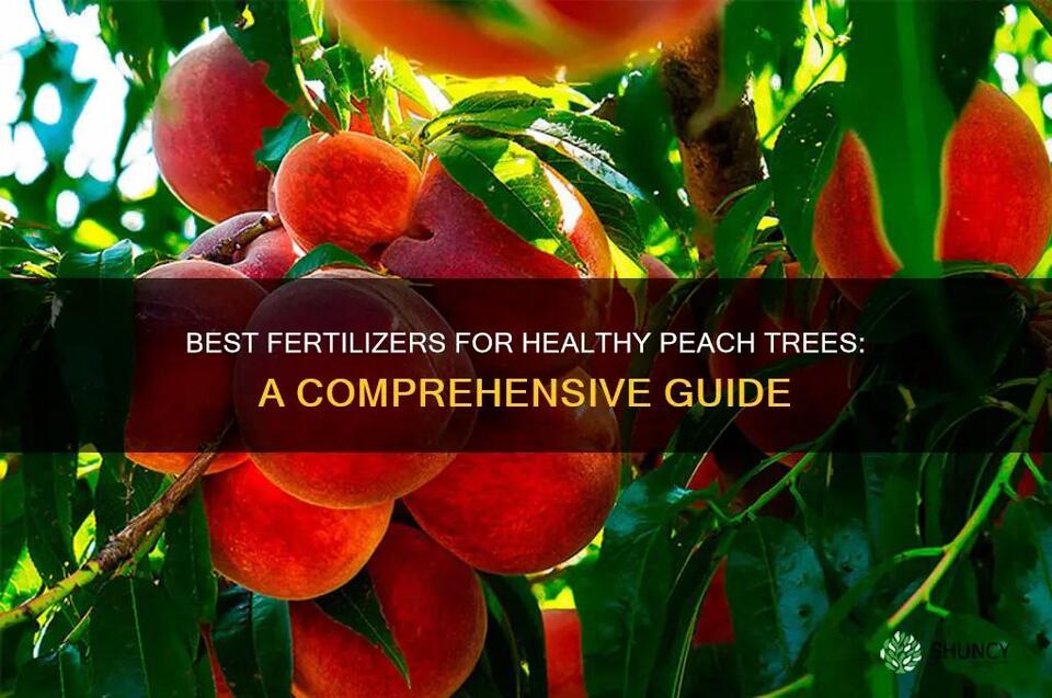 Best Fertilizers For Healthy Peach Trees: A Comprehensive Guide - NewsBreak