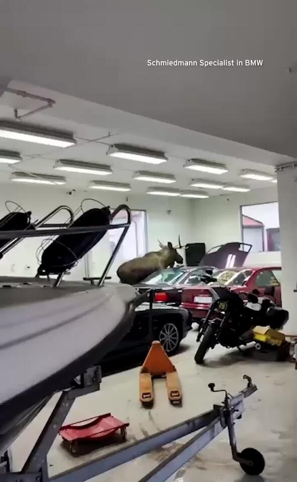 Massive Moose Chases Skiers Going Down SlopeMoose Tramples 3 BMW ...