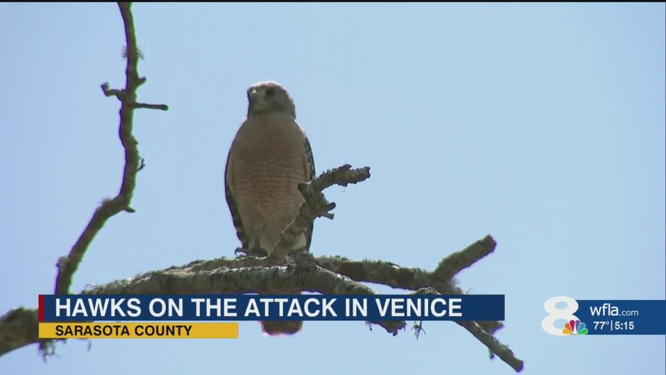 Watch: Hawks attack humans outside Florida business - NewsBreak