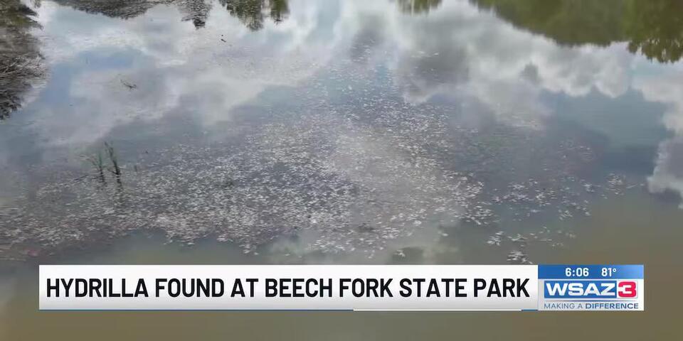 Invasive plant found in Beech Fork Lake - NewsBreak