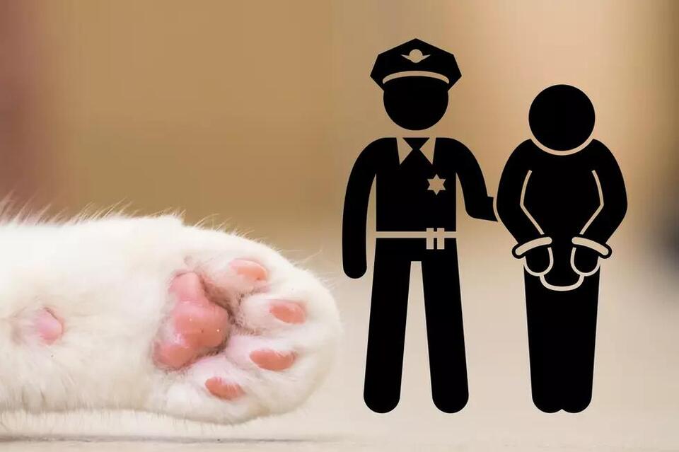 Teen charged after caught on video throwing cats, Atlantic City, NJ ...