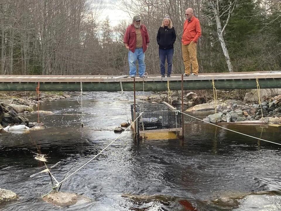 Commercial alewife fishing may return to this Maine town