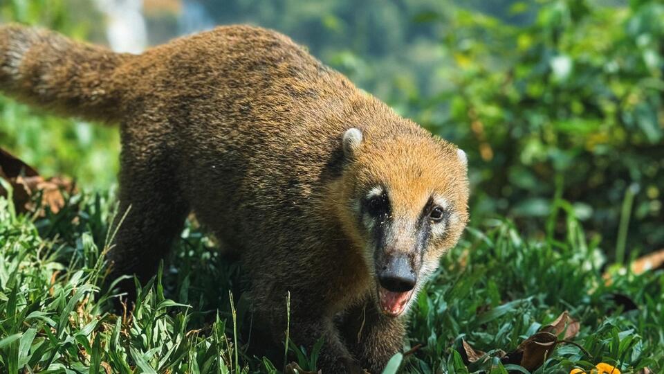 Rare Wildlife Encounters Turn Dangerous: Coatimundi Attack Highlights ...