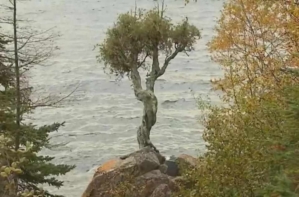 The Story Behind “The Witch Tree’ On Lake Superior - NewsBreak
