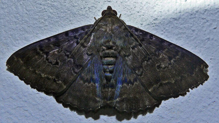 How Moths Avoid Bats Using Echo-Jamming Clicks - NewsBreak