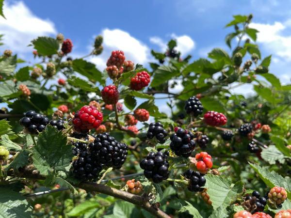 Fresh blackberry season arrives at Joe’s Farm this week - NewsBreak