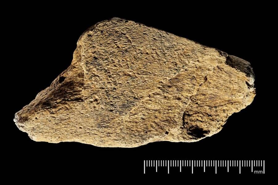 500,000-Year-Old Hammer Unearthed In England Proves To Be The Oldest ...