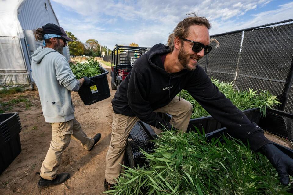 Take a look inside one of Minnesota’s largest legal marijuana harvests ...
