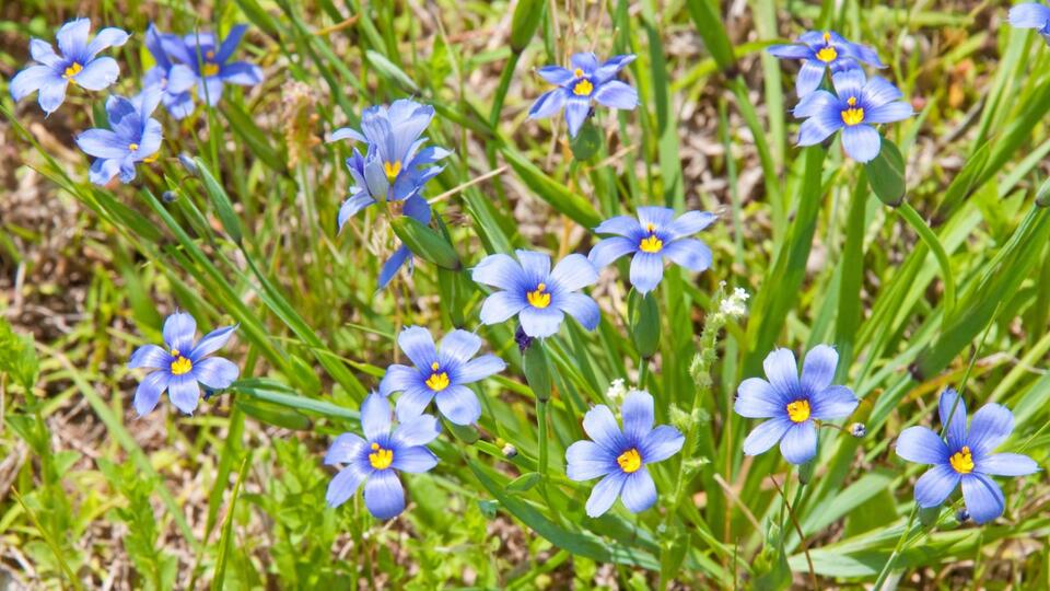 6 Stunning Star Shaped Flowers That Bring a Little Sparkle to Your Yard ...