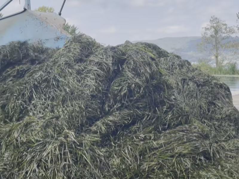 TVA aims to slow spread of invasive eel grass in the Tennessee River
