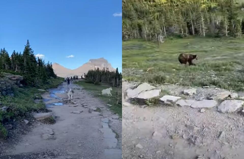 Once-In-A-Lifetime Video Captures Grizzly Bear Chasing Mountain Goats ...