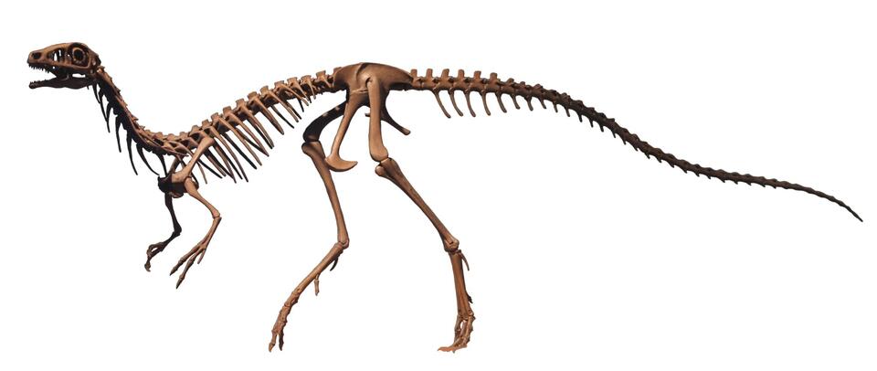 How Artists Rebuild Prehistoric Skin, Muscle, and Fat Layers - NewsBreak