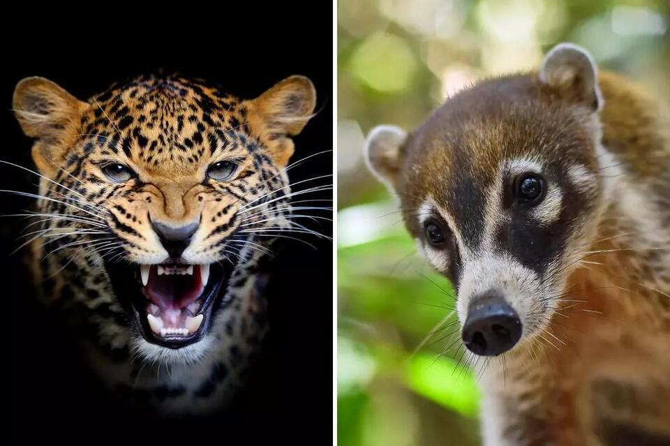 You’ll Never Believe These 17 Wildly Exotic-Looking Animals Are Living ...