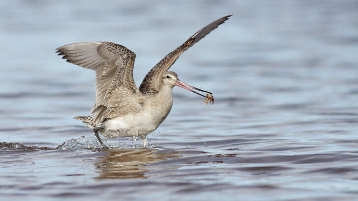 The Bird That Can Fly the Farthest Without Stopping - NewsBreak