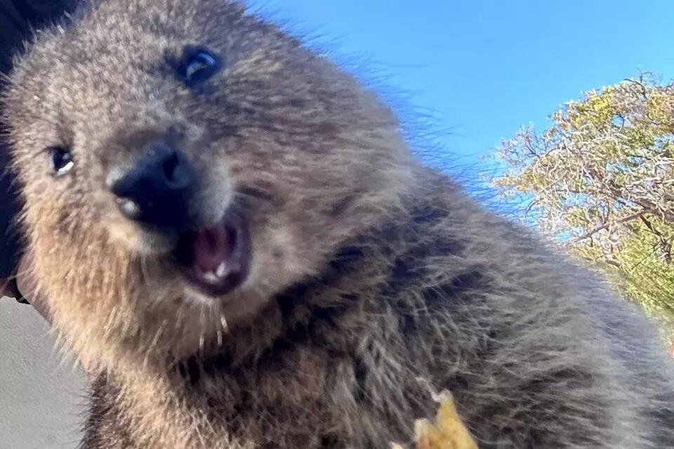 The Happiest Animal on Earth Loves Posing for Pictures - NewsBreak