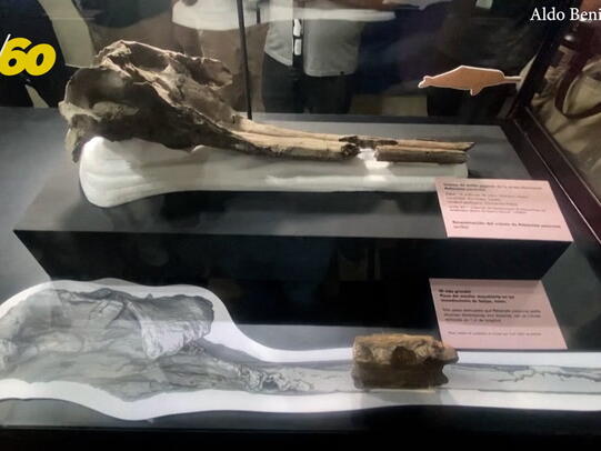 Scientists discover ancient giant dolphin in depths of Amazon