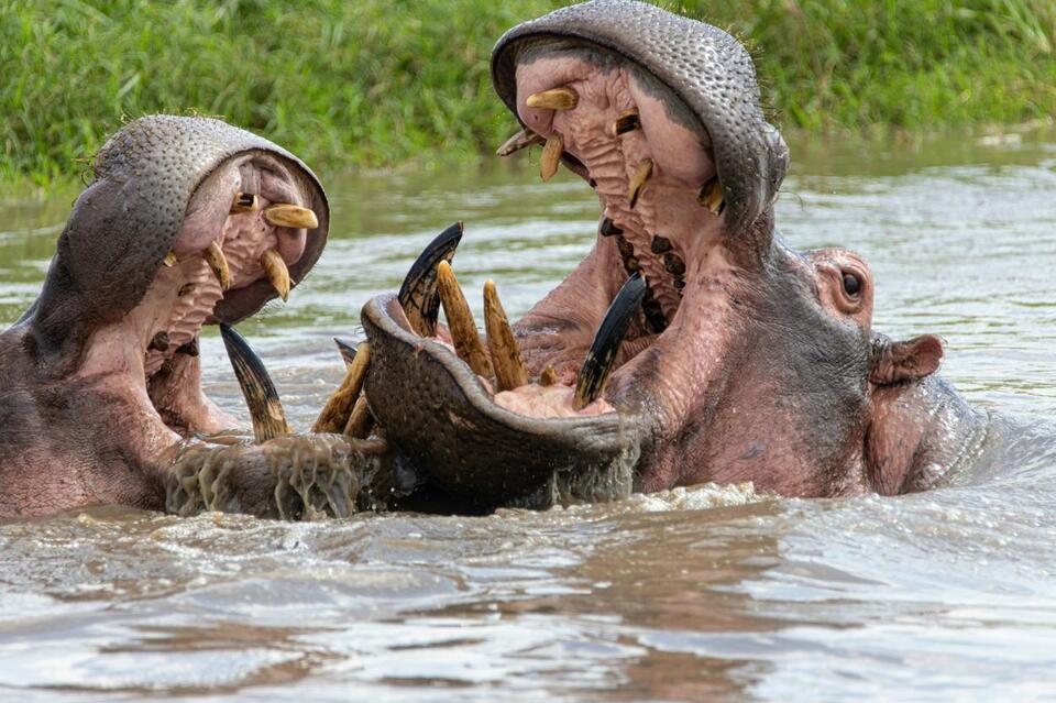 Meat Shortage Crisis: The True Reason for Louisiana Hippo Bill - NewsBreak