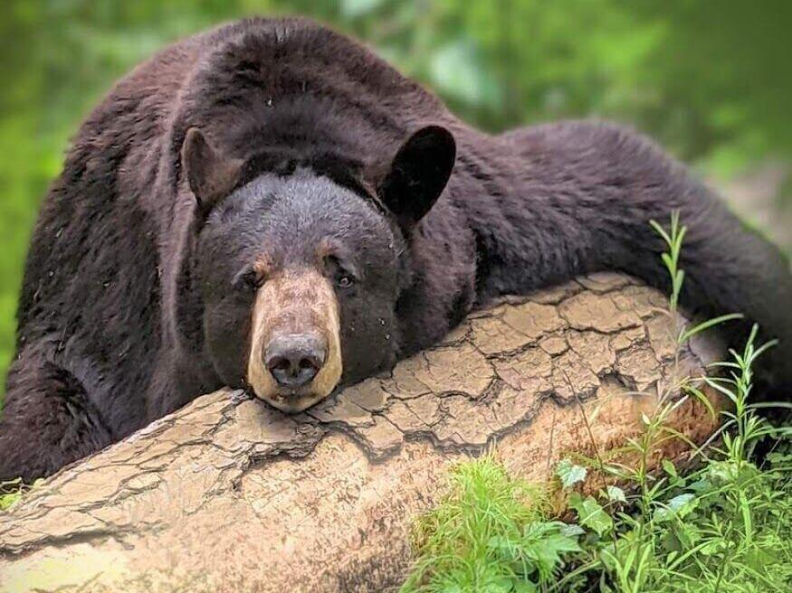 Bear necessities: Human/bear interactions in Georgia grow more common
