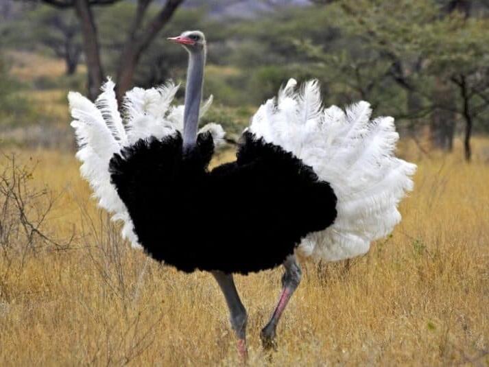 Emu vs. Ostrich: 9 Key Differences Between These Giant Birds