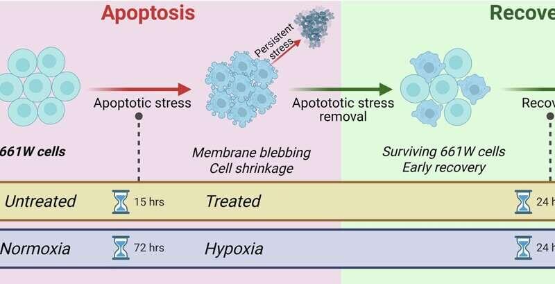 Cell death in photoreceptor cells is reversible, study finds - NewsBreak