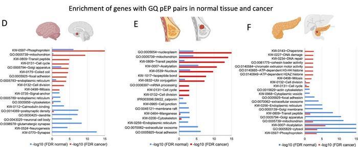 HSE researchers create genome-wide map of quadruplexes - NewsBreak