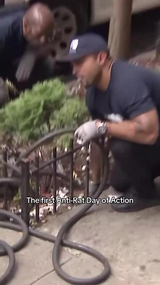 Rats the size of Crocs harlem harlemnyc nyc newyork newyorkcity rats ...