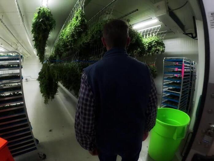 Marijuana in Arizona: Cannabis farm becomes Snowflake's biggest employer