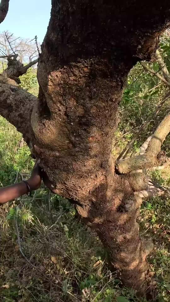 Collecting Wild Honey with the Hadza Tribe in Tanzania - NewsBreak