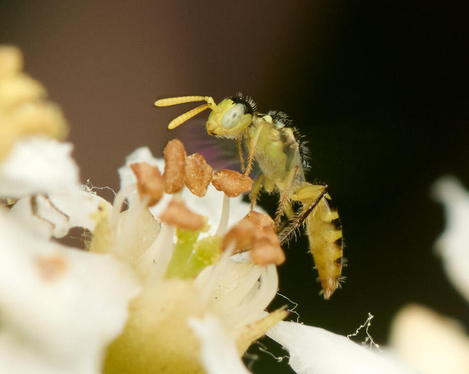 Photographing a Nearly Microscopic Bee You’ve Probably Never Noticed ...