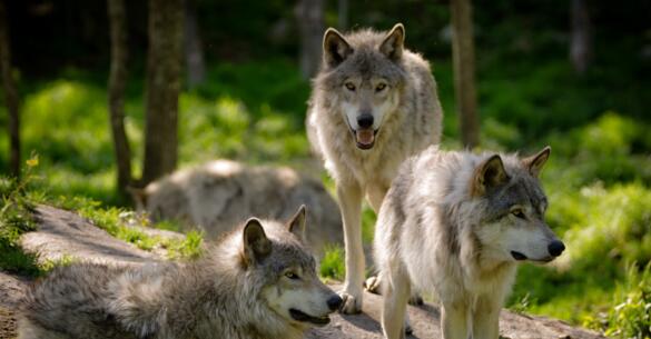 WATCH: Hikers Unknowingly Walk Within Feet Of Wild Wolf Pack In ...