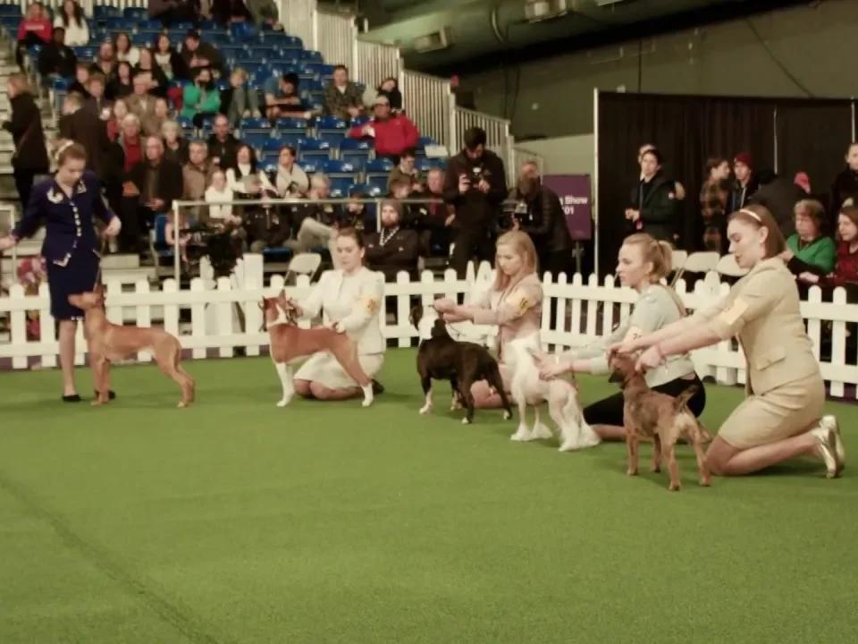 Precious Clip Shows Westminster Dog Show Pups Slacking Off On The Sidelines