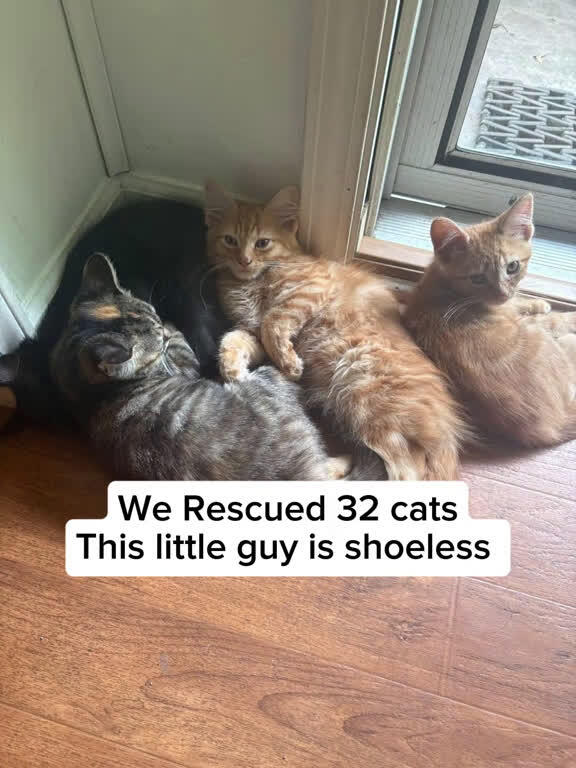 'Can you all Help Me cover Poochies Vet Bill he's my little Tabby and ...