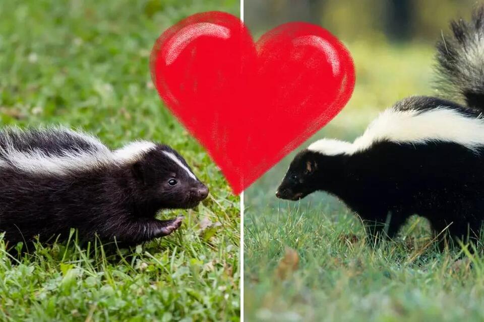 Love Is In The Air; The Romance Of Skunk Mating Season In Texas - NewsBreak