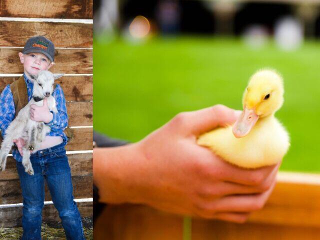 LIST: Baby animal days, train expo, kite festival and MORE weekend ...